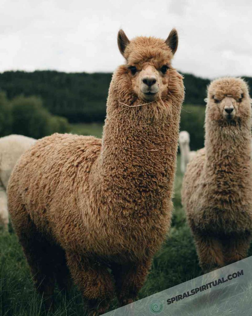 5 Spiritual Meanings of Bison (Symbolism & Omens)