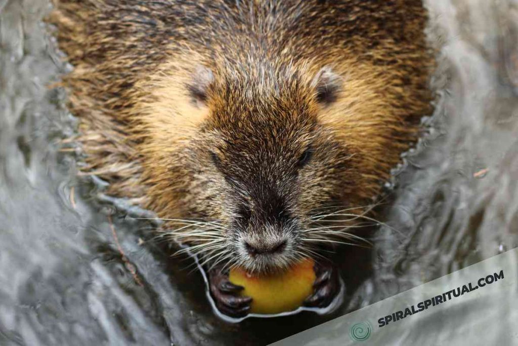Beaver Symbolism: 5 Spiritual Meanings & Interpretation