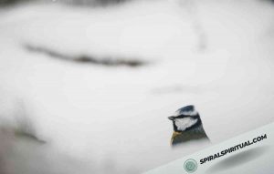 Chickadee Spiritual Meaning: Joy and Positivity
