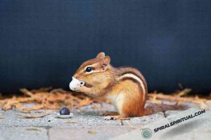 Chipmunk Spiritual Meaning: Mindfulness & Balance