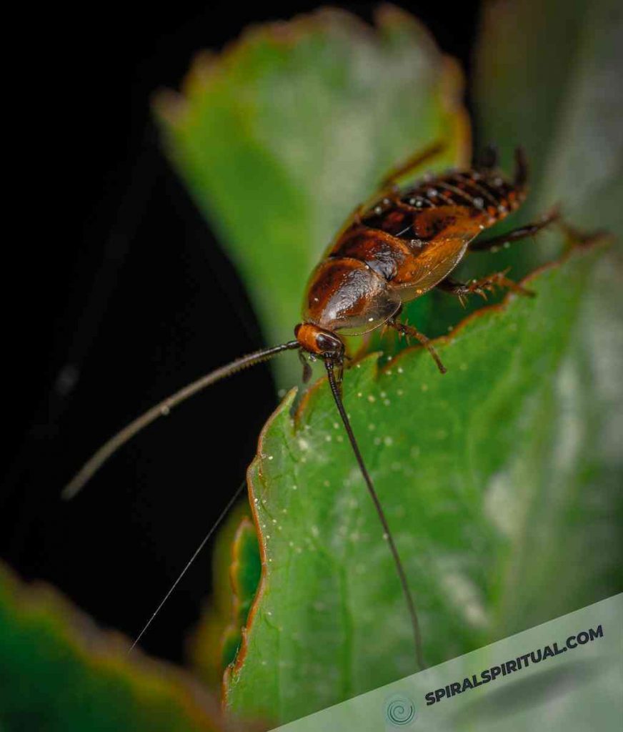 What Do Cockroaches Symbolize Spiritually? - SpiralSpiritual.com