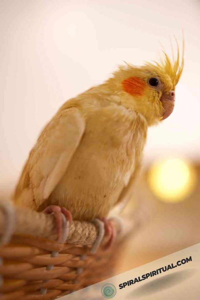 What Do Cockatiels Symbolize Spiritually? Top 5 Meanings Behind Cockatiels