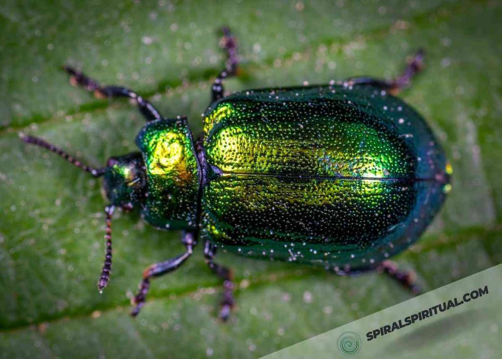 Beetle Spiritual Meaning: Top 5 Meanings Behind Beetles