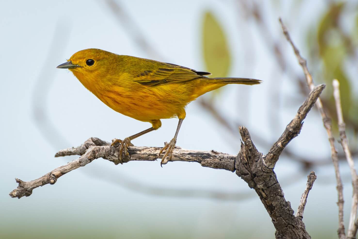What Do Canaries Symbolize Spiritually? Intuition, Sensitivity & Joy