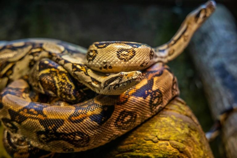 What Does a Python Symbolize Spiritually? 5 Top Meanings Behind the Python