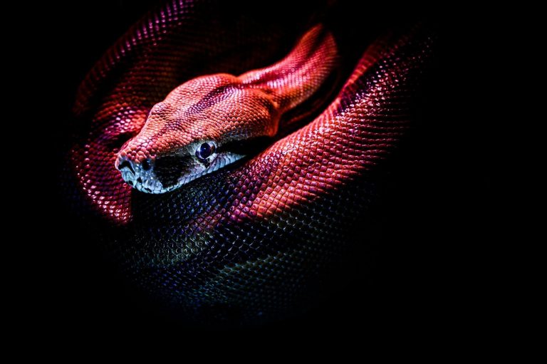 What Does a Python Symbolize Spiritually? 5 Top Meanings Behind the Python
